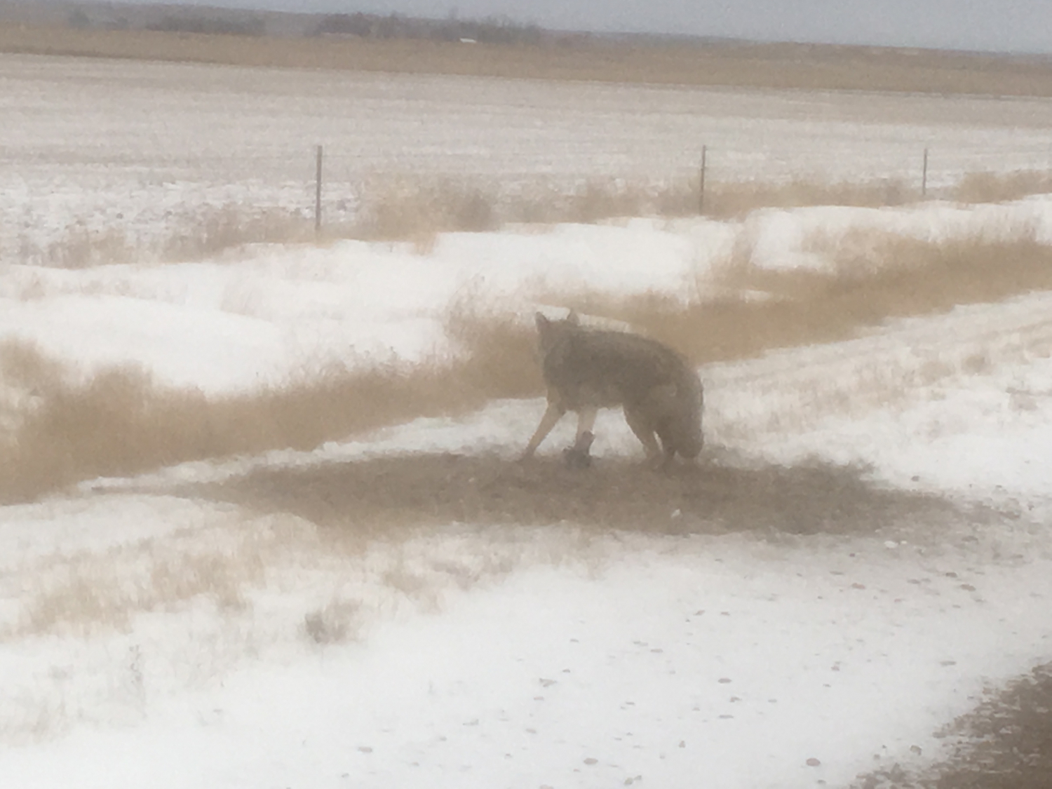 Mark June Coyote Trapping Book