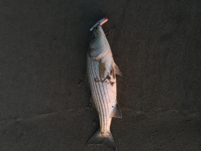 Tactical Anglers CrossOver Popper Lure