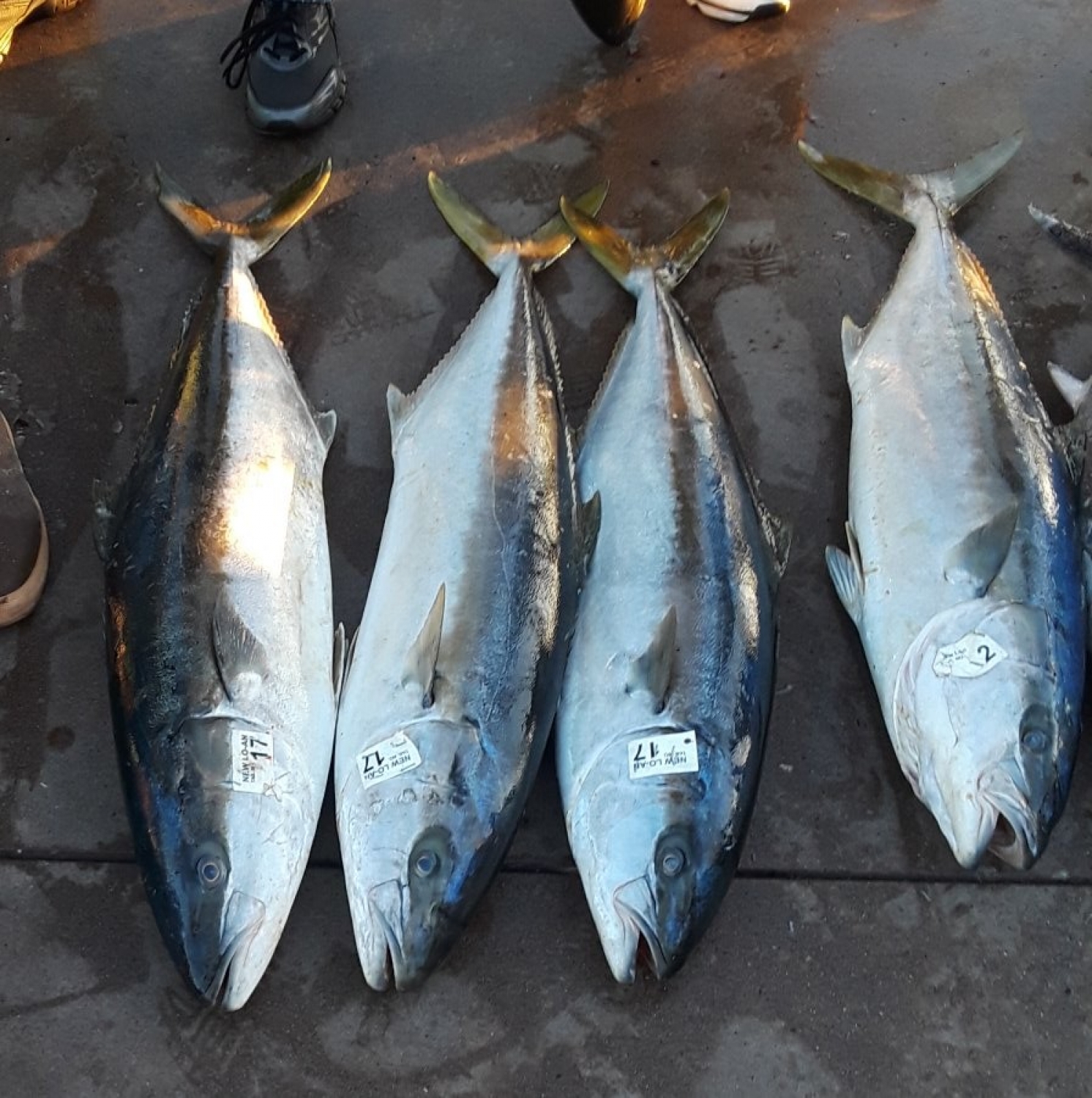 Shimano Butterfly Flat-Fall Jigs - TackleDirect