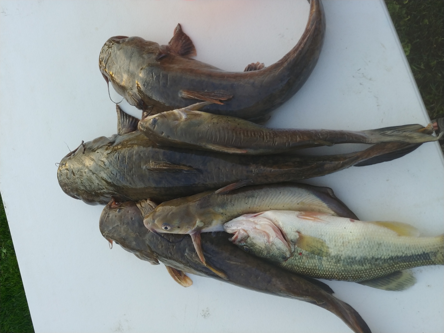 Bass Assassin BANG Fish Attractant Spray - TackleDirect