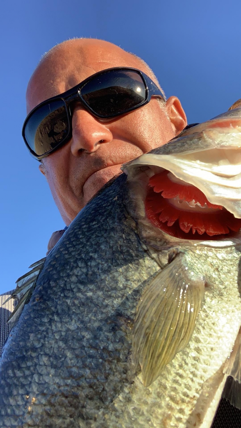 Hyperlastics Dartspin Lures - TackleDirect