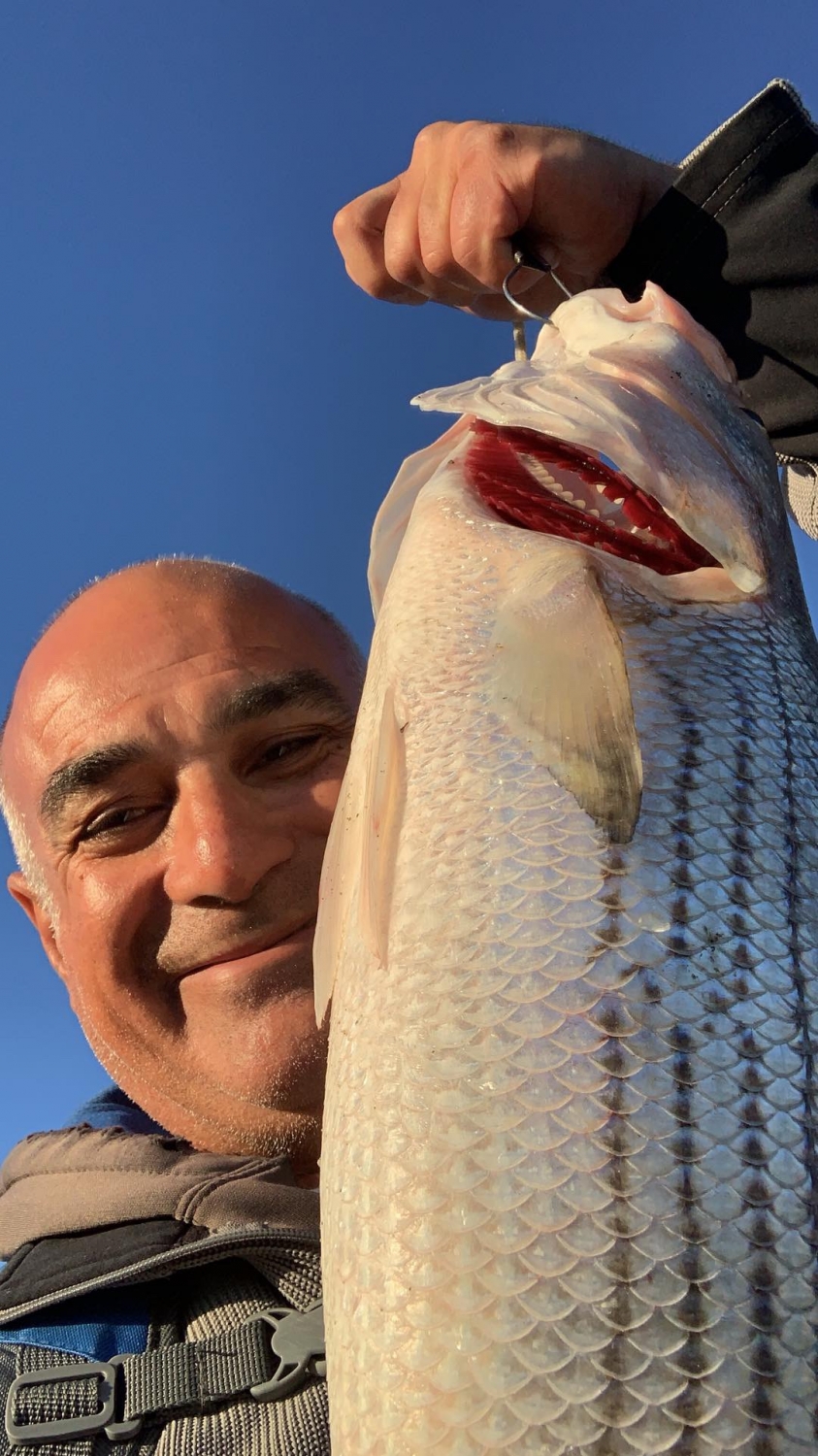 Hyperlastics Dartspin Lures - TackleDirect