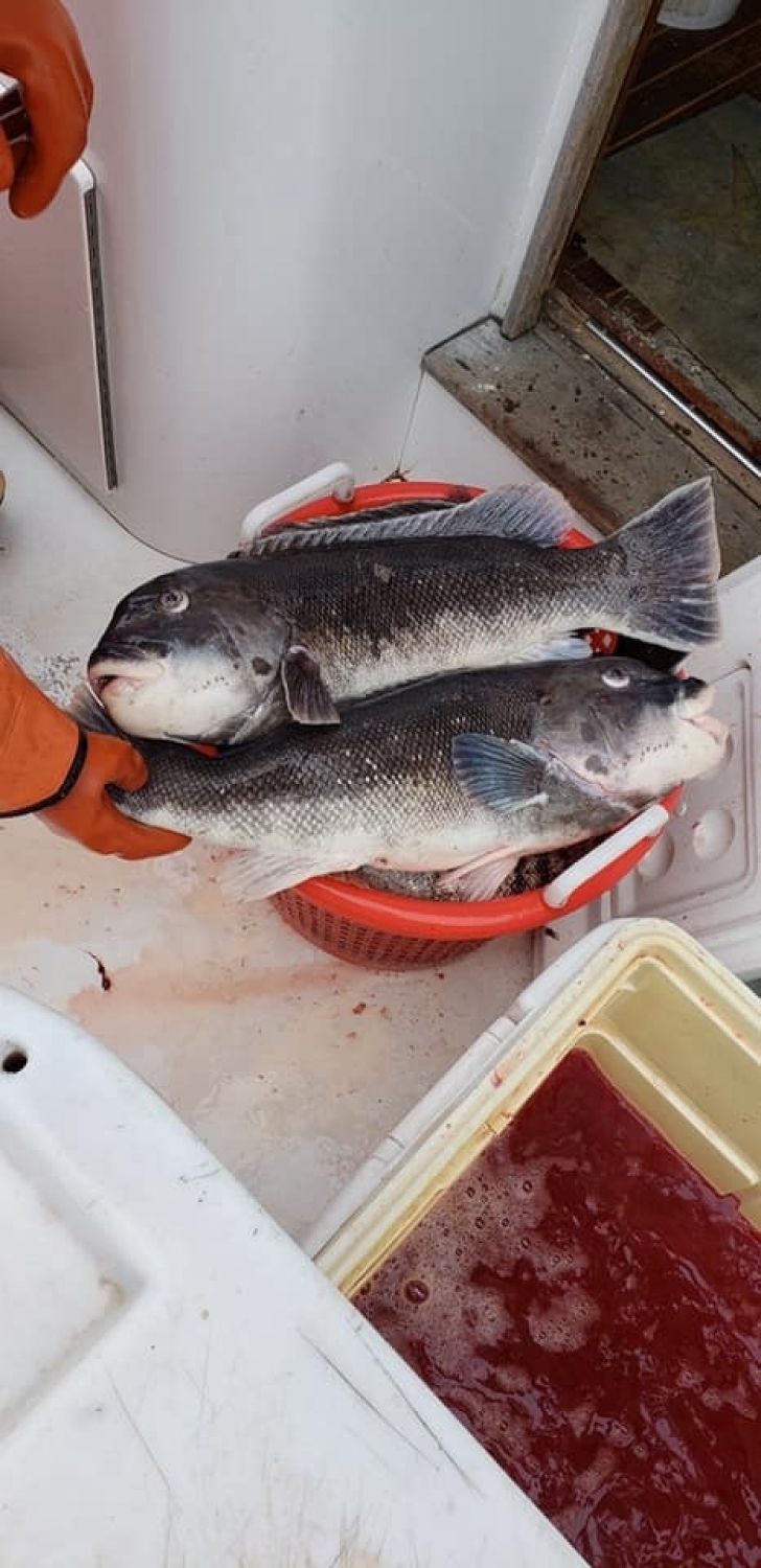 Bottom Sweeper Jigs - TackleDirect