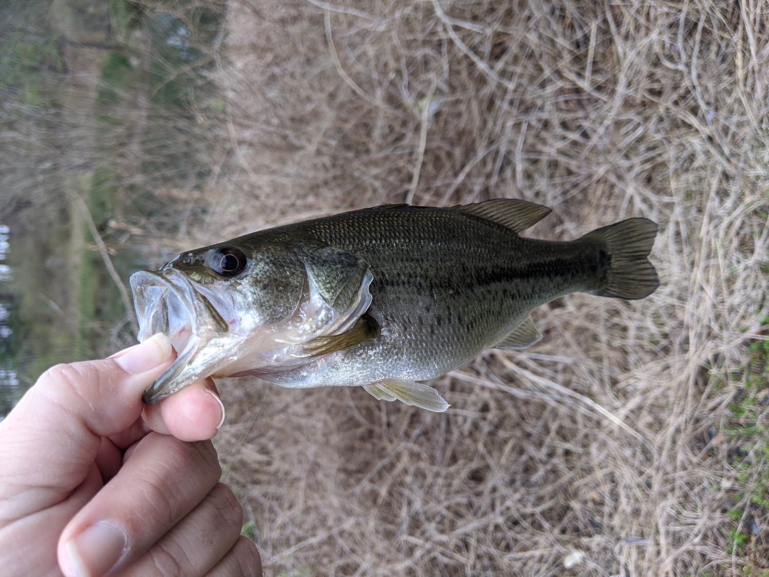 Hyperlastics Dartspin Lures - TackleDirect