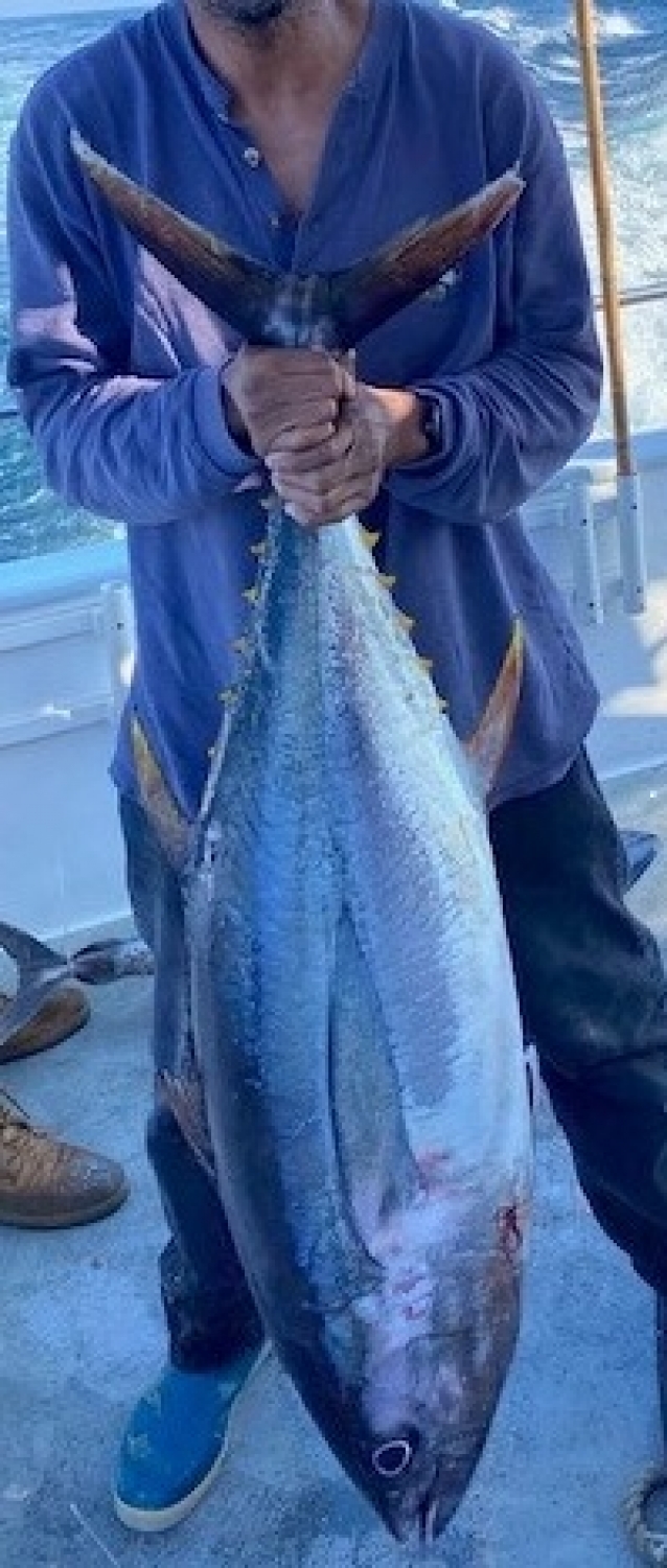 Shimano Butterfly Flat-Fall Jigs - TackleDirect