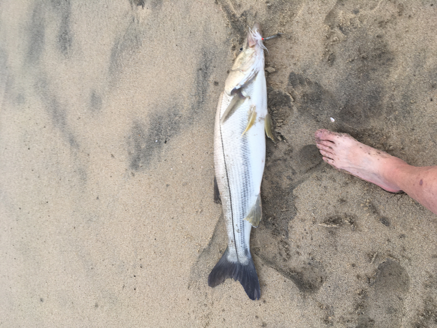 AOK Tackle T-Hex Metal Lures, T-Hex Metals - TackleDirect