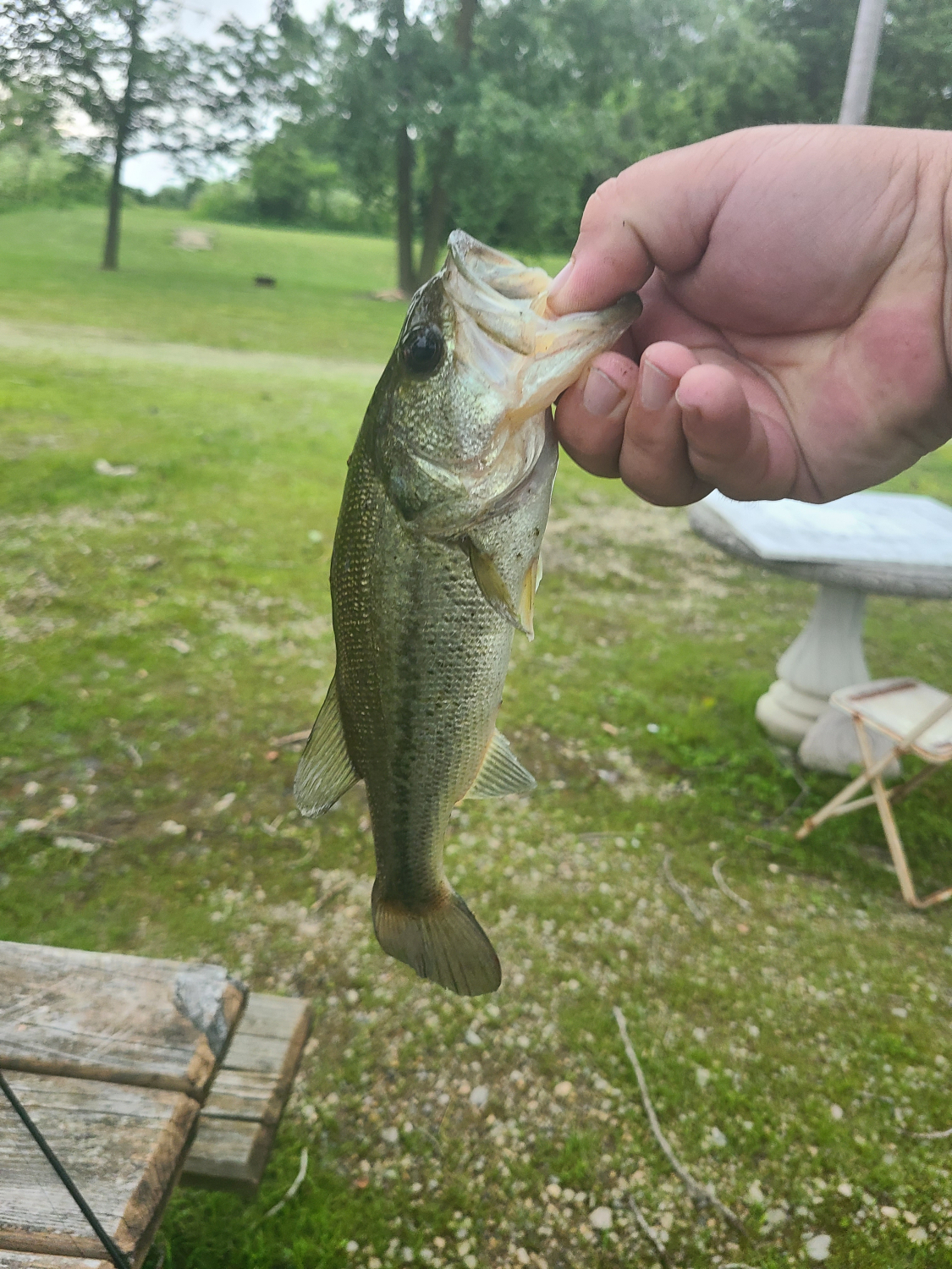 St. Croix Legend Elite Panfish Spinning Rods - TackleDirect