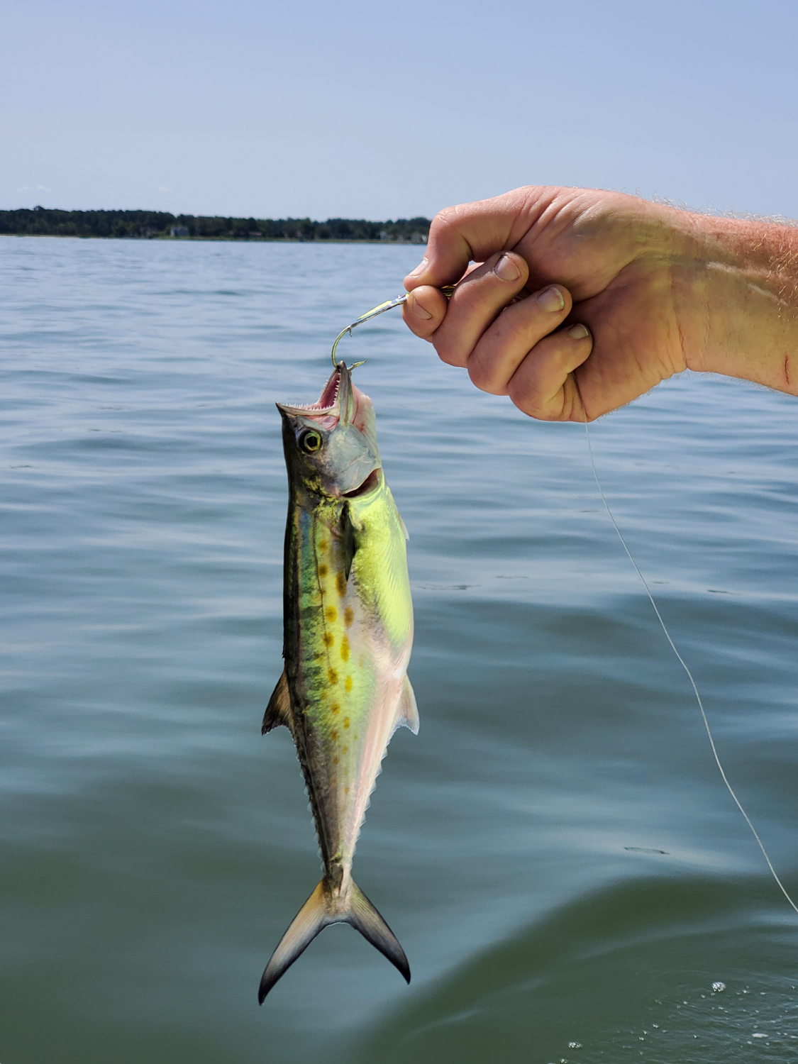 Clarkspoon Spoon Squid - TackleDirect